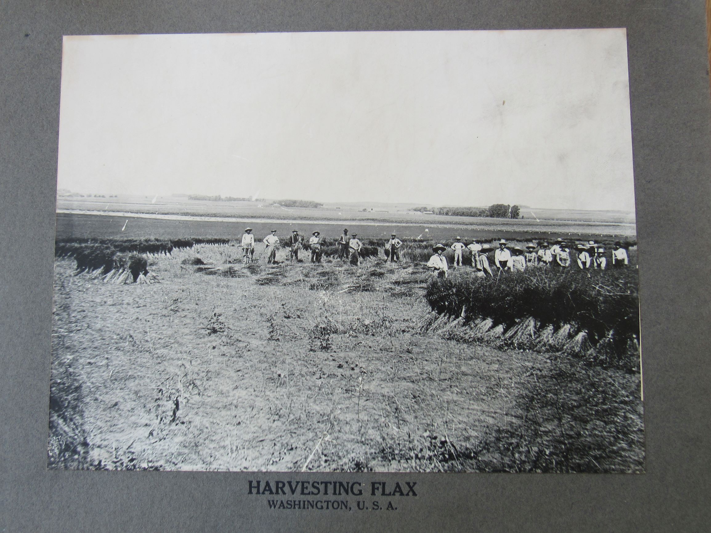 Scutching knives – Exquisite Machinery